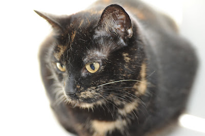 Katinfo: Overwegingen aanschaf kat: huistuinkeukenkat of raskat