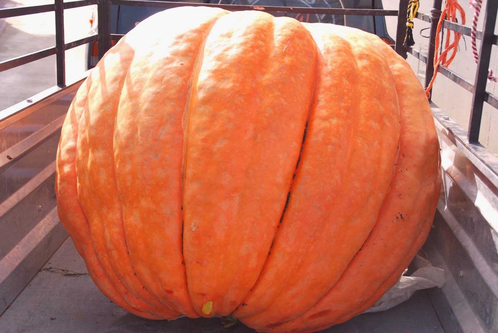 Mami, ¿qué como?: Es tiempo de Calabazas