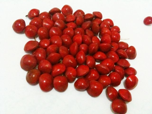 7 HARI 7 WARNA: SEMERAH BIJI SAGA