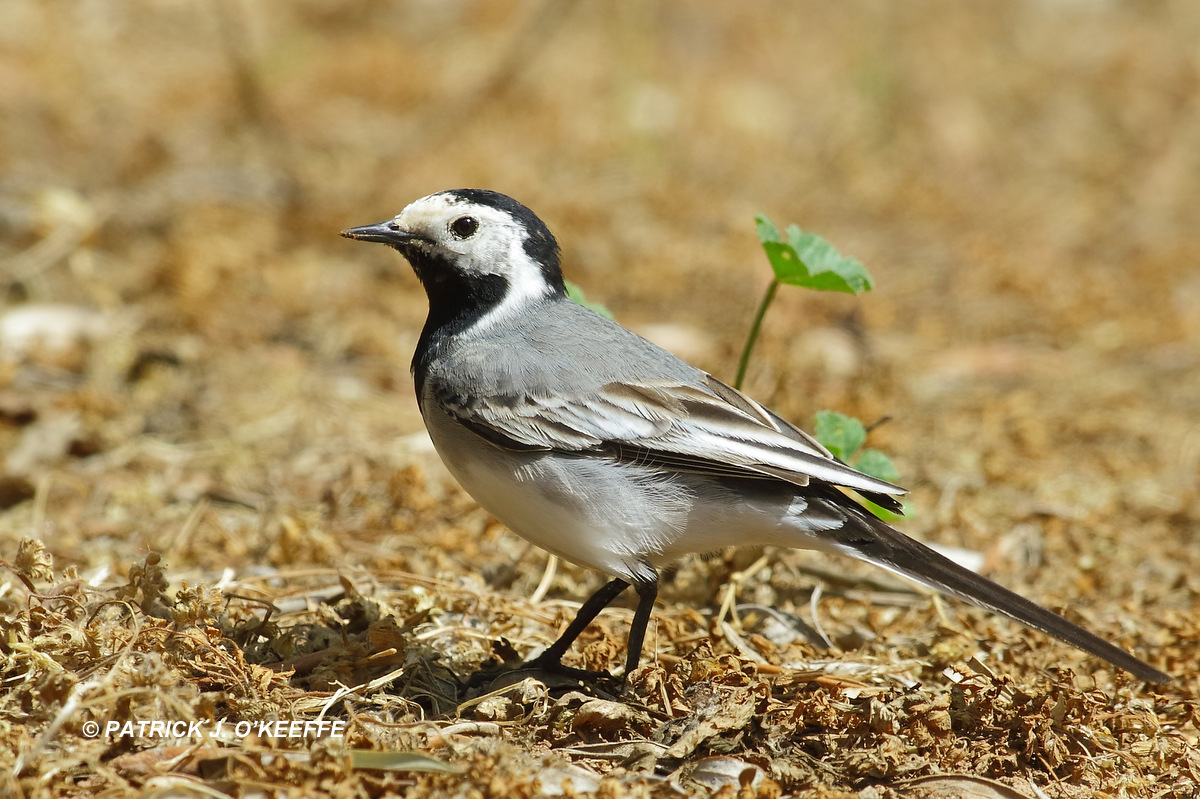 Raw Birds: WHITE WAGTAIL (Motacilla alba subspecies M. a. yarrellii ...