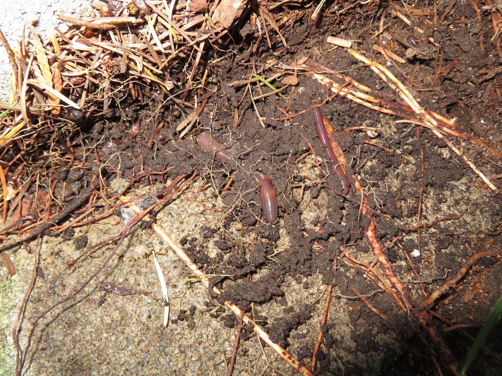 Real Everything Else: new bug insect spider post 2013-05-21