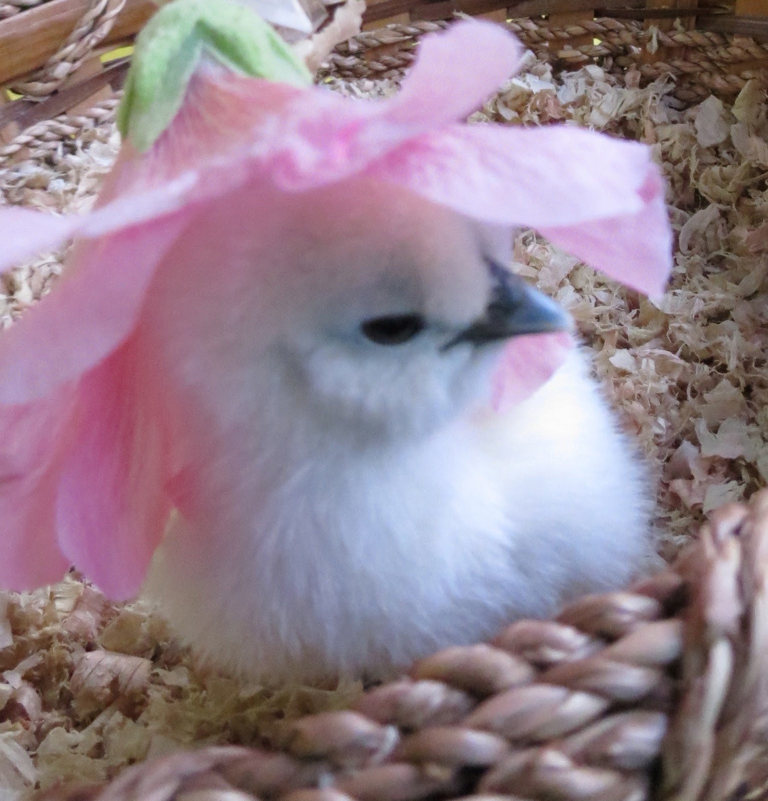 Marge's Silkie Chickens : Pretty in Pink
