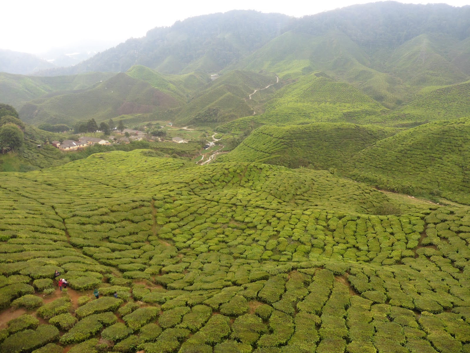 Kath & Daz's World Tour Part Deux: Cameron highlands