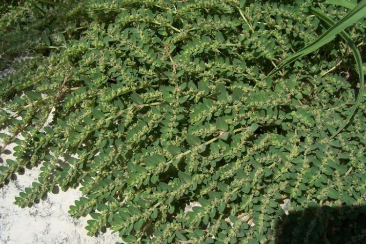 Common Weeds of Cotton in Pakistan