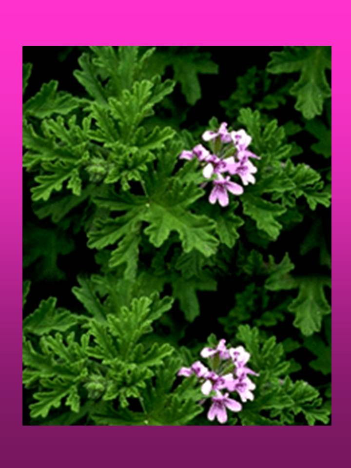 PLANTAS MÁGICAS: AROMATERAPIA MÁGICA: EL GERANIO