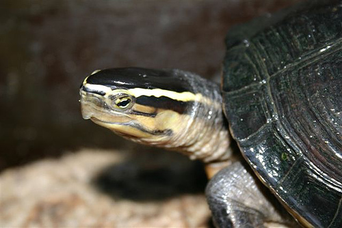 Turtles from Ambon - Cuora amboinensis :: Reptilia Mania