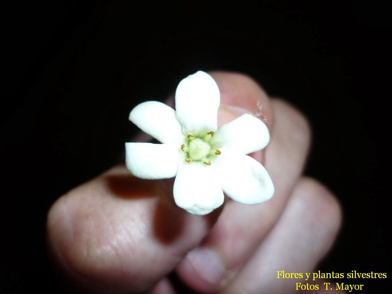 Flores y plantas silvestres: " Pittosporum tobira ". Pitosporo, Azahar ...