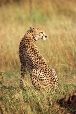 Cheetah Cupcake Ideas | Cake Recipes