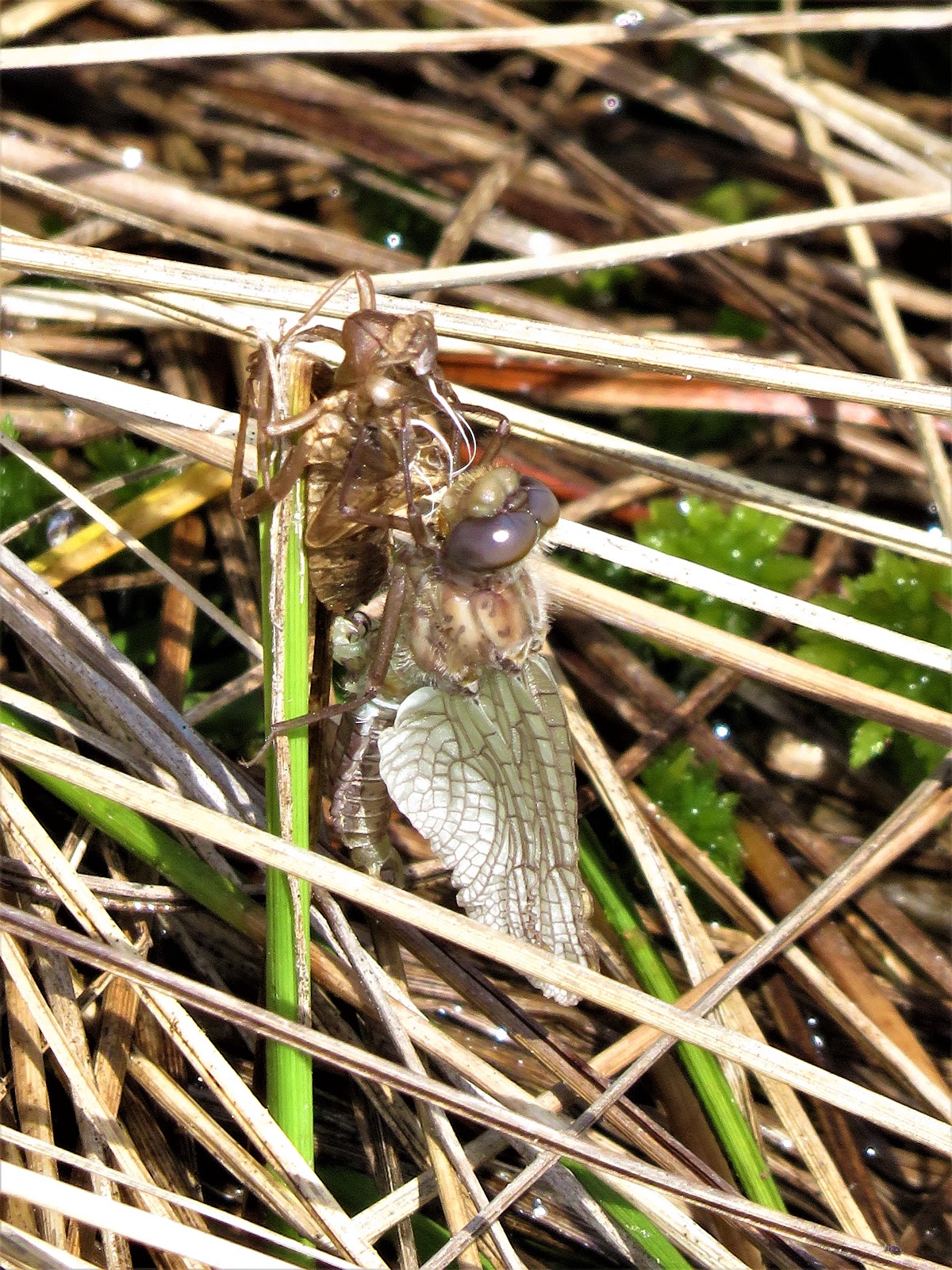 Wisconsin Dragonfly Society