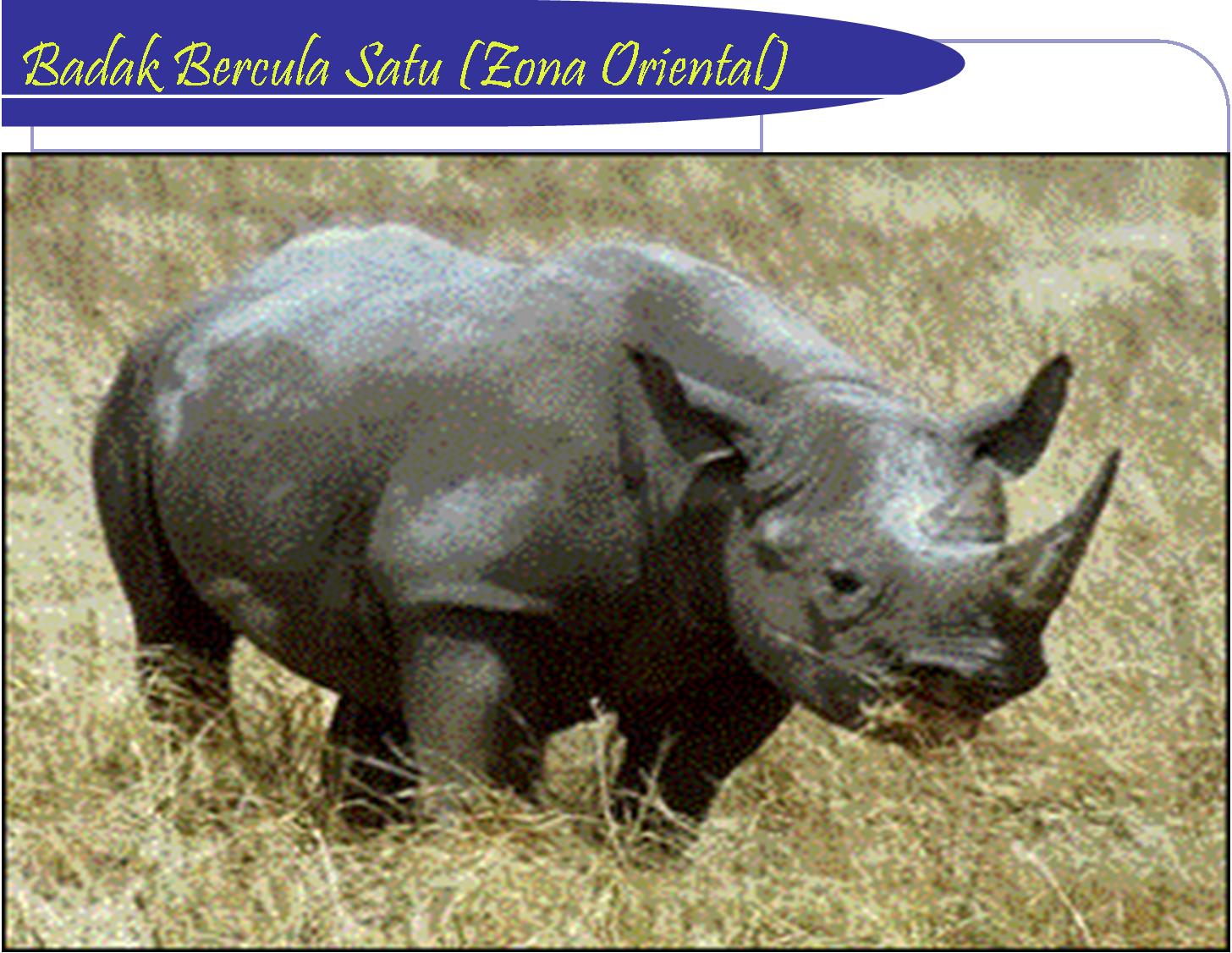 yunitha: Persebaran Fauna di Dunia