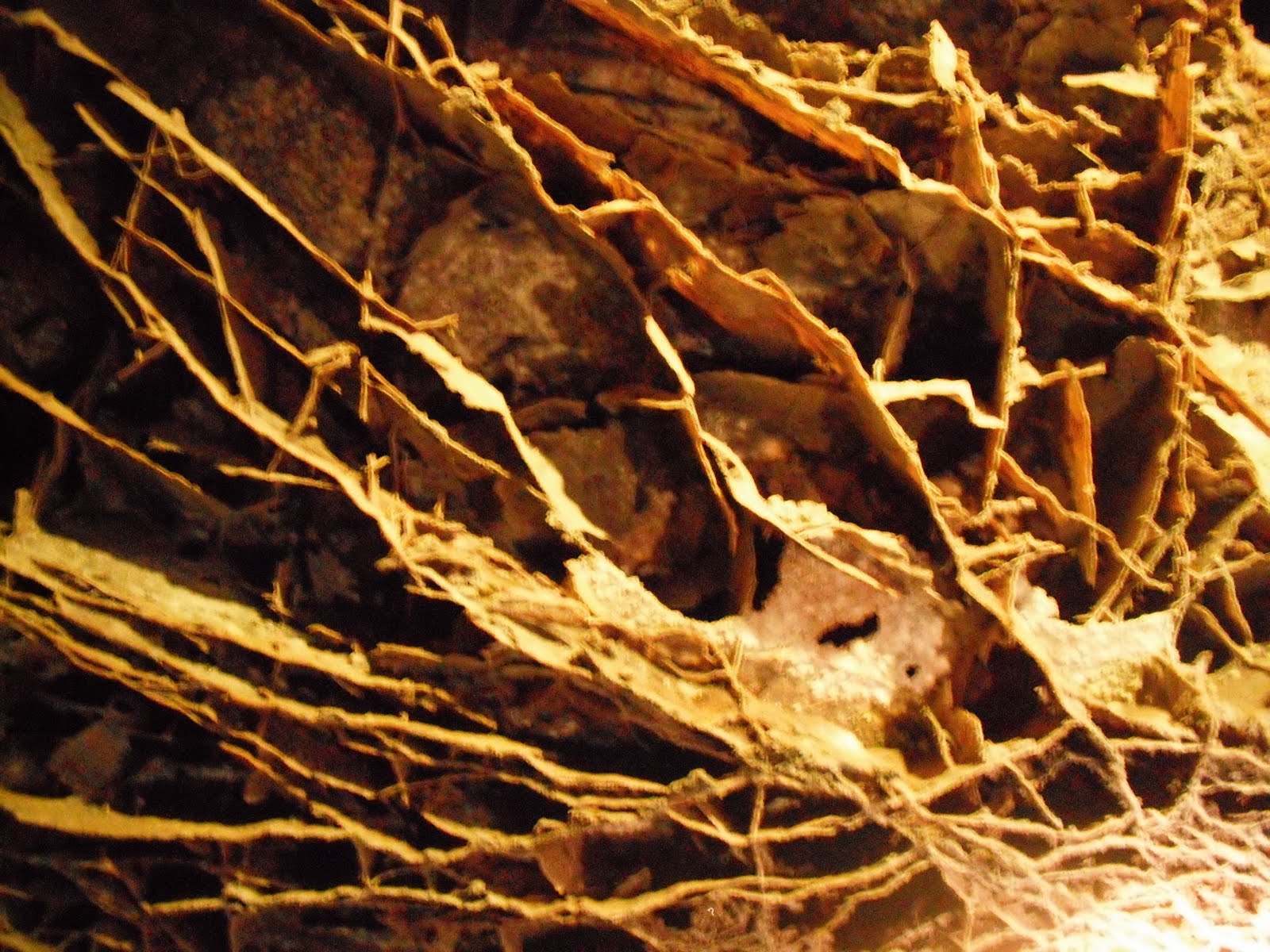 On the Road Again 3...: Wind Cave & Mt Rushmore National Parks, South ...