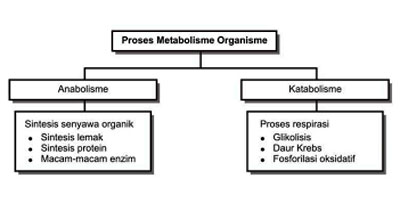 Metabolisme, Apa itu Metabolisme Dan Katabolisme? - Biologisites