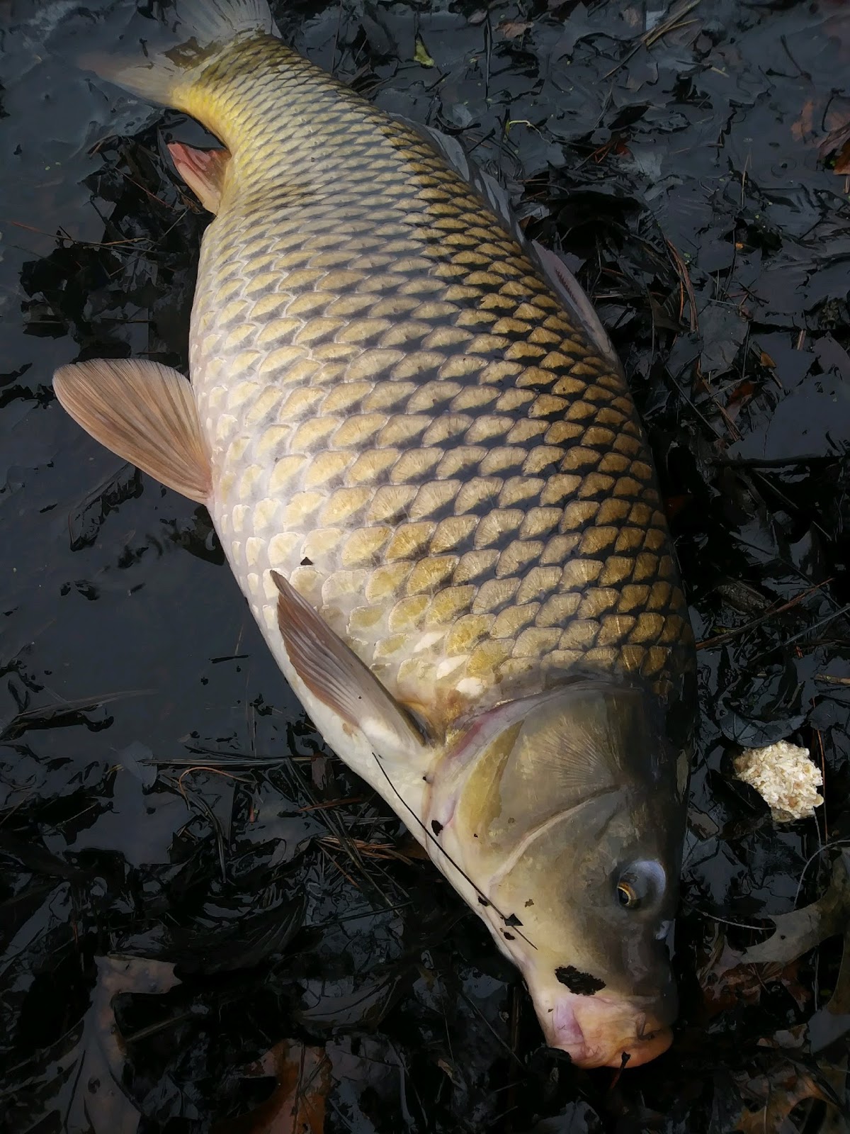 Rhode Island Carp Fishing: Warm Weather, Rain Perk up Fishing
