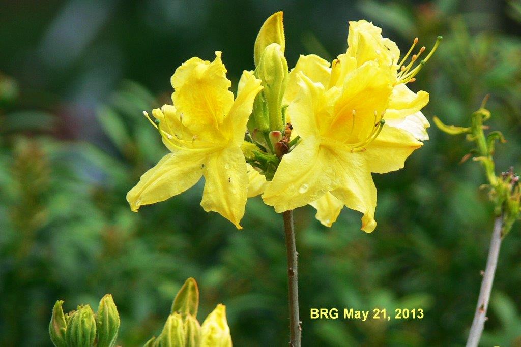 Brueckner Rhododendron Gardens