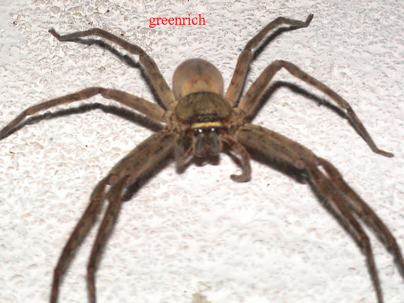 GREENRICH: Ettukali visham