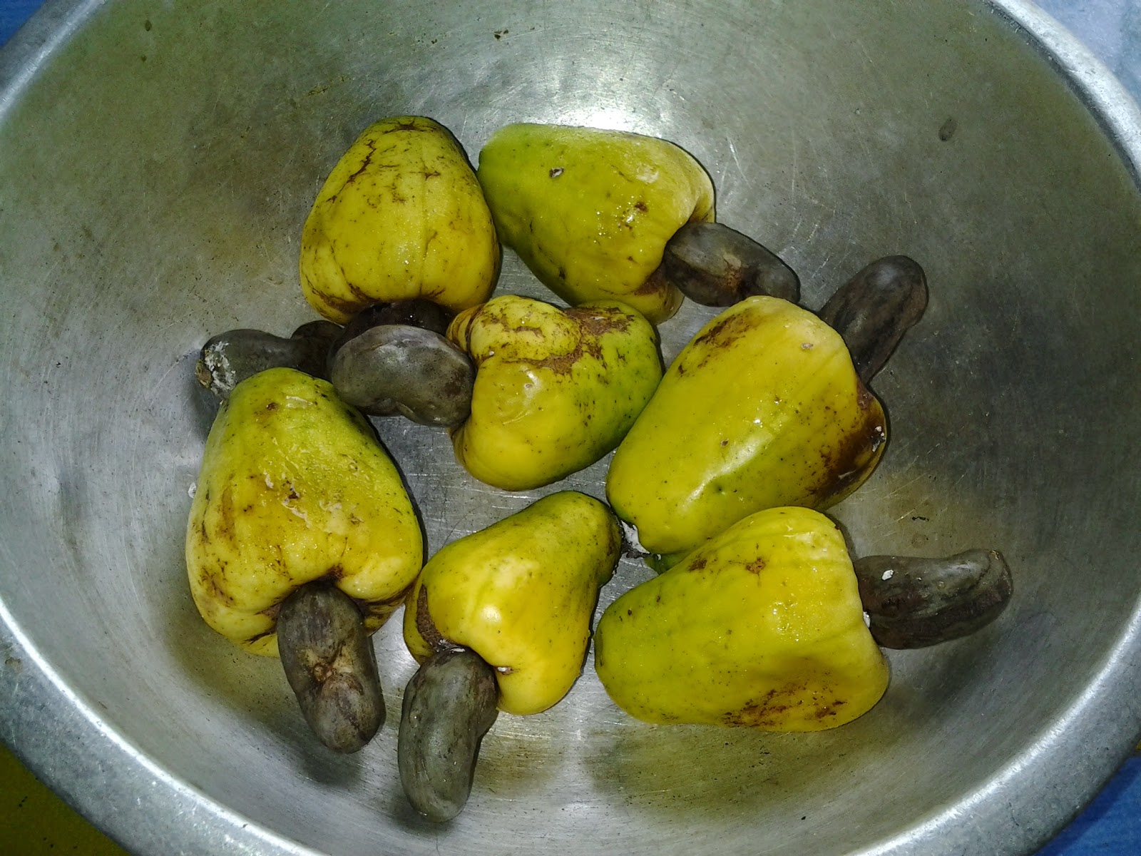 BUAH GAJUS / JANGGUS MANIS SEDAP