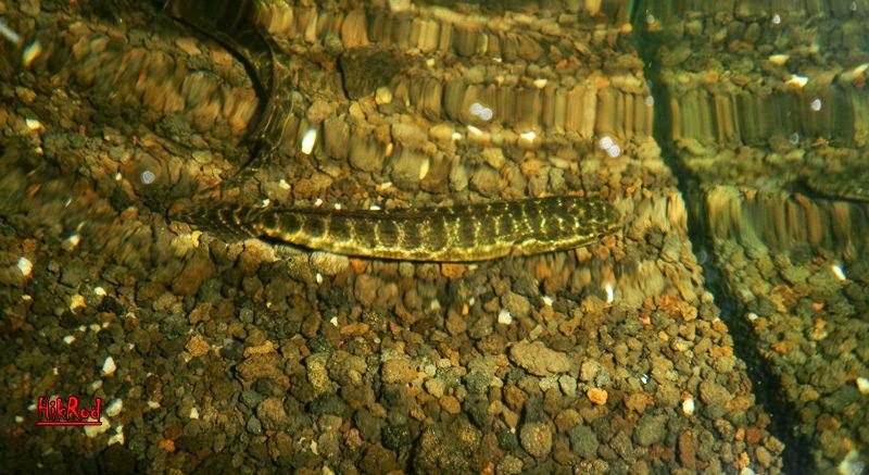 Mahamaya Hiko: Channa Bankanensis "Bangka snakehead" Profil dan cara ...