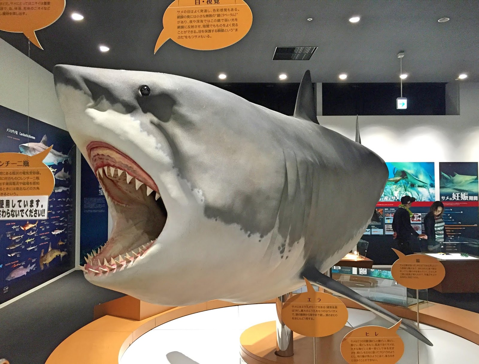 Walk of life: Tohoku 2015 東北の旅 - Umi no ichi 海の市, Shark Museum シャークミュージアム