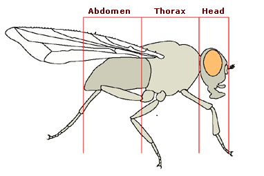 MPD 3223-Vector and Pest: Flies