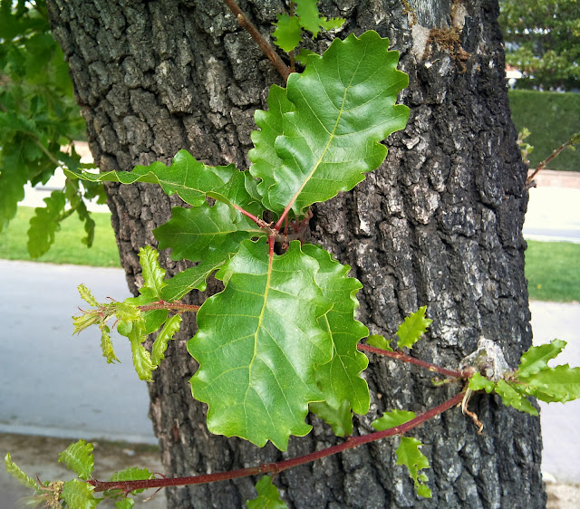 Árboles con alma: Roble pubescente. Roure Martinenc. (Quercus humilis)