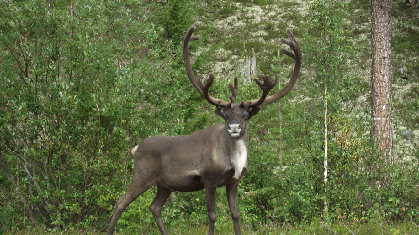 Blog Zweden: Rendieren