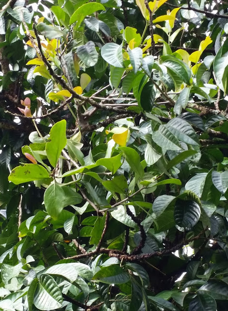 Warisan Petani: Pokok Dedalu