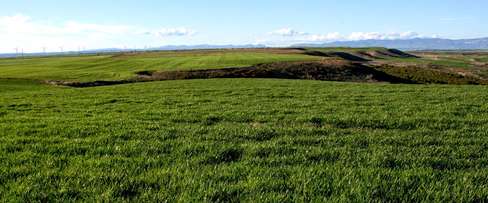 La cueva del coco: ...los tímidos trigales...