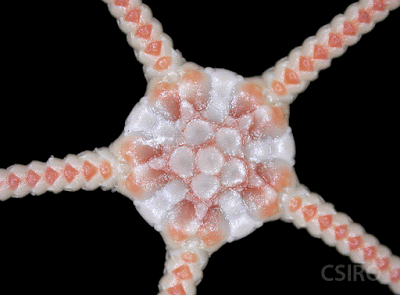 Variety of Life: Ophiuridae