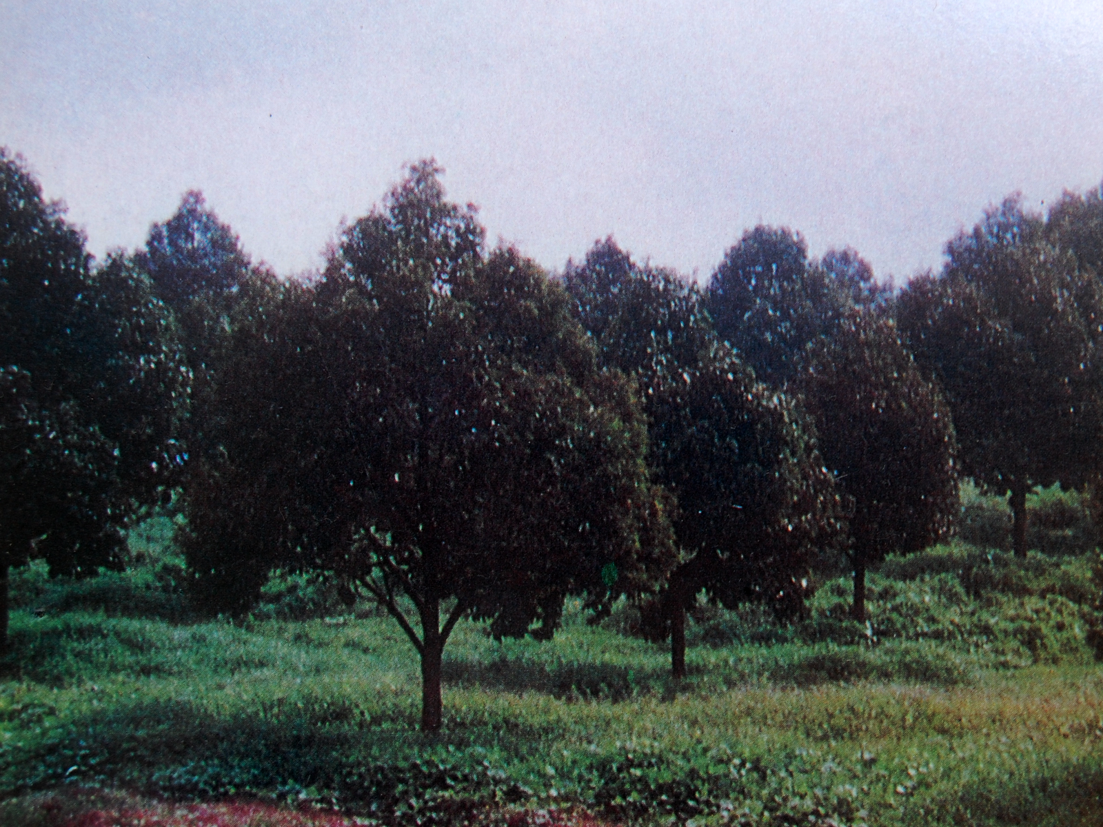 Durian Info: Pruning and Training The Durian