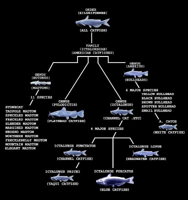 CF Fresh Farm: Catfish family tree