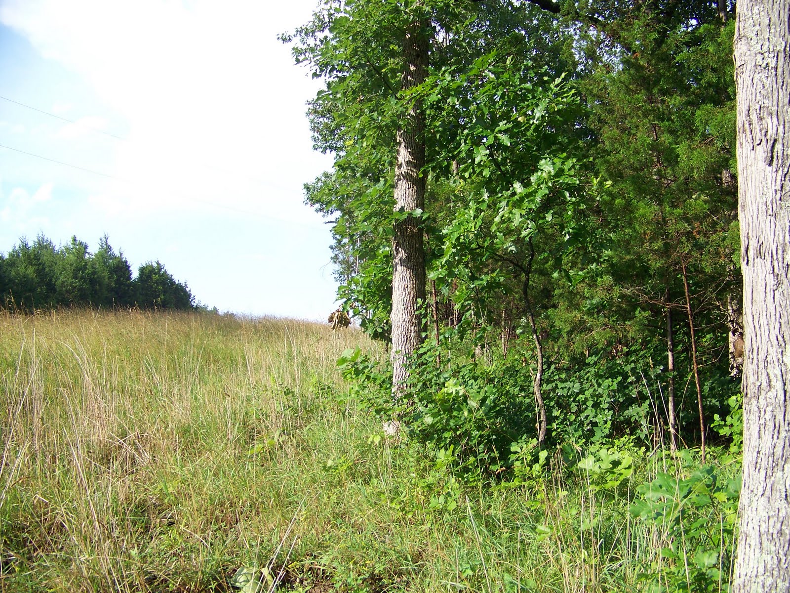 World Bird Sanctuary: 2011: International Year of Forests: Where Forest ...