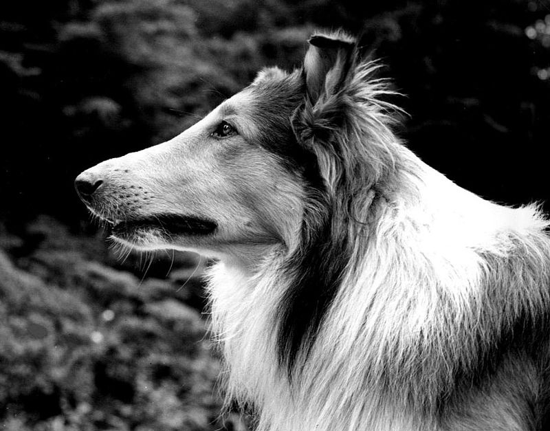 Encyclopedia of Trivia: Lassie