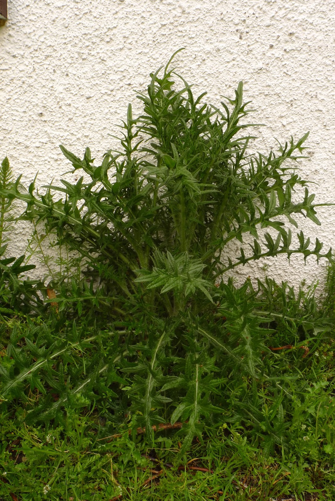 Wild Harvests: Another tasty thistle