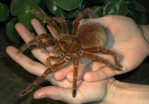 Giant Huntsman Spider...