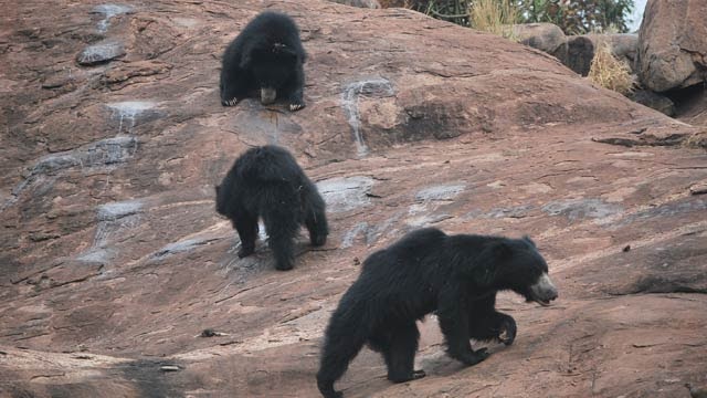 Himachal Pradesh Tourism | Shimla Kullu Manali Tour Information