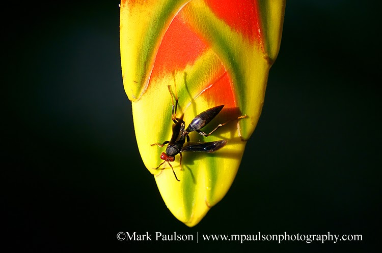 MAP Artistic Photography: Photo of the Day: Wasp on Emerging Tropical ...