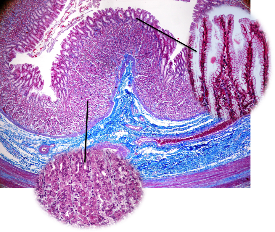 SOS BIOLOGIA CELULAR Y TISULAR: DIGESTIVO