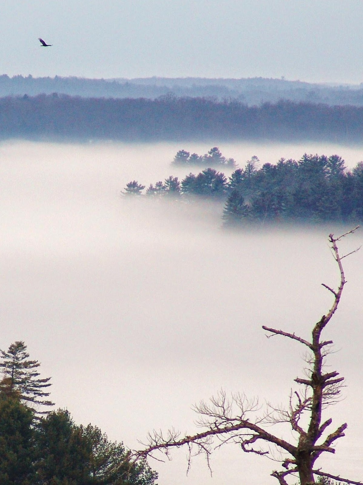 Muskoka Seasons: BIRD'S-EYE VIEW