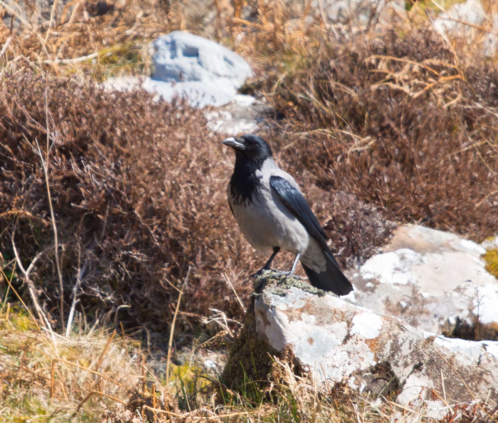 Isle of Skye Wildlife Tours: June 2013
