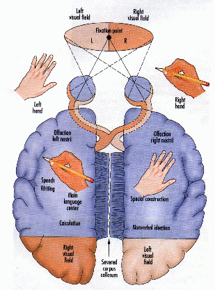 CognitiveNeuropsychology