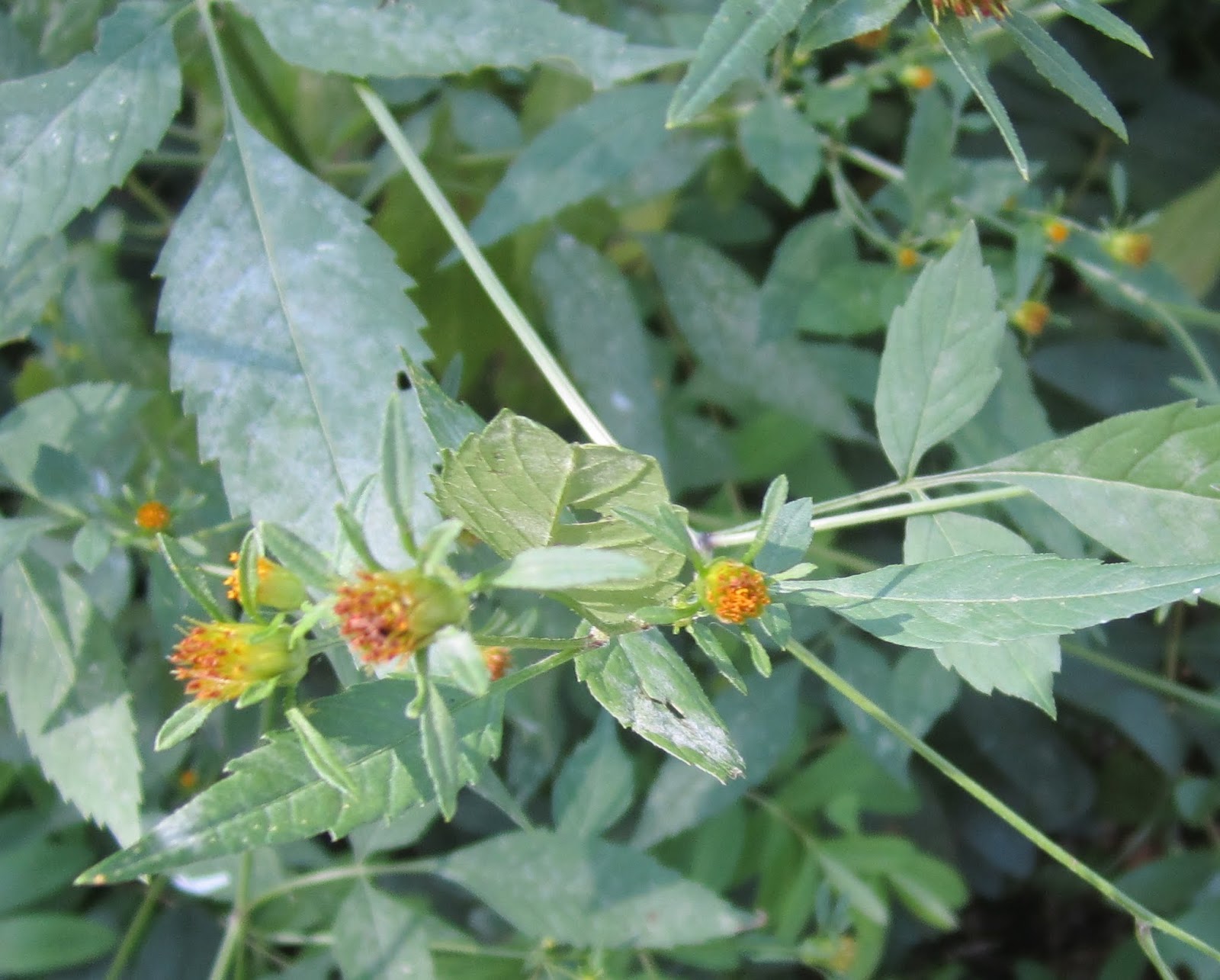 Princeton Nature Notes: Bidens in Bloom