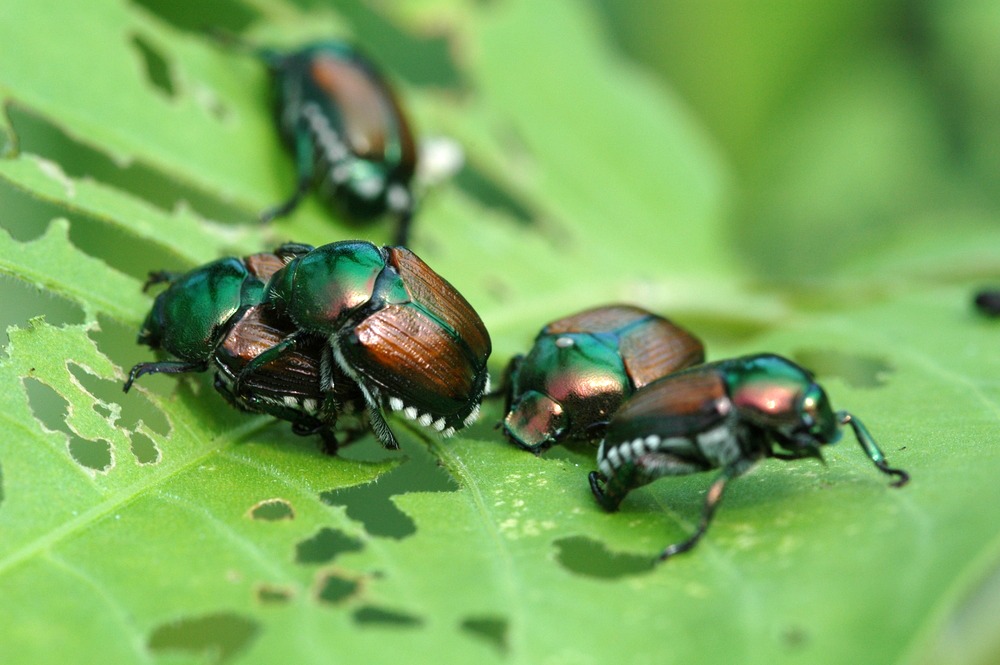 The Japanese Beetle Invasion