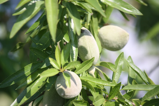 Lebução de Valpaços: A amêndoa é a semente do fruto da amendoeira