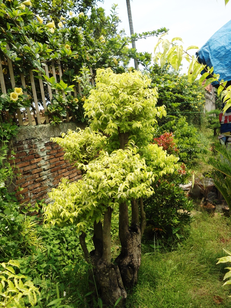 PUSAT RUMPUT SINTETIS TAMAN & FUTSAL DAN VERTICAL GARDEN SINTETIS ...