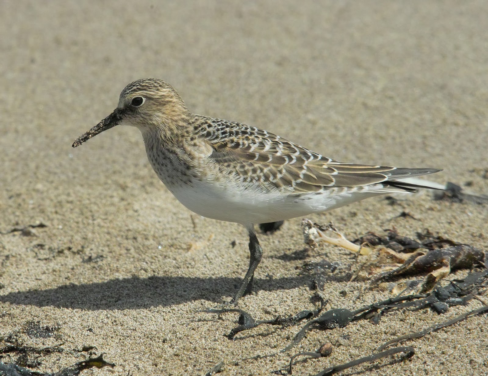 Pembrokeshire Birds: Baird's Sandpiper - West Angle