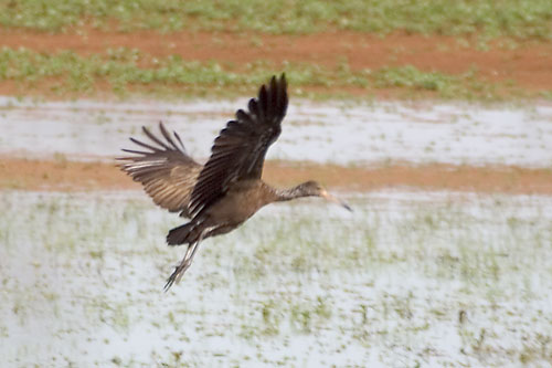 Limpkin Birds Facts And Pictures | All Wildlife Photographs