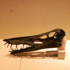 Species New to Science: [Paleontology • 2003] Harpactognathus gentryii ...