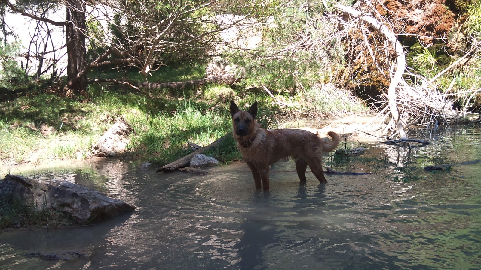 EL PERRO MAS... DEL MUNDO: LA VIDA DE ROCO