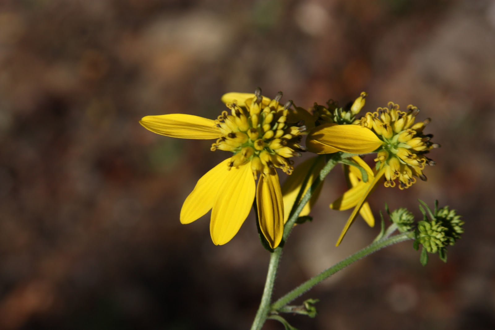 Wildflowers blooming early September