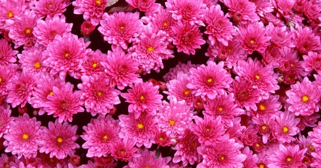 Pozadine za desktop - Priroda: Purpurnocrveno procvjetalo cvijeće, proljeće